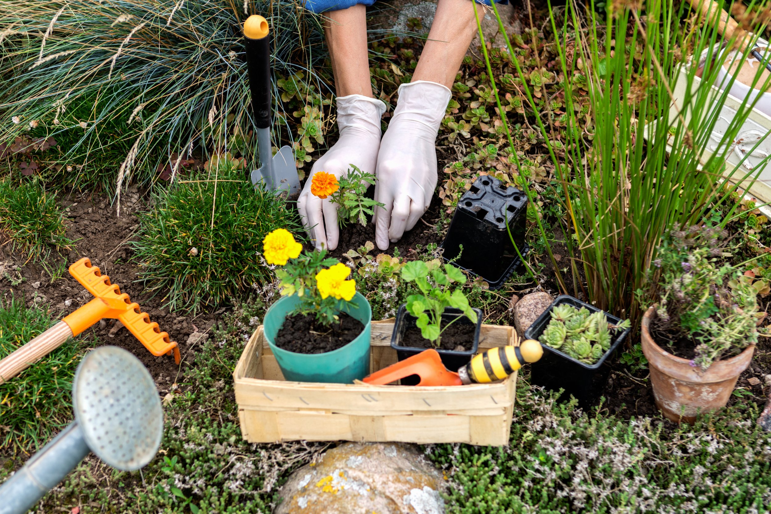 Kiviktaimla rajamine - Hange.ee